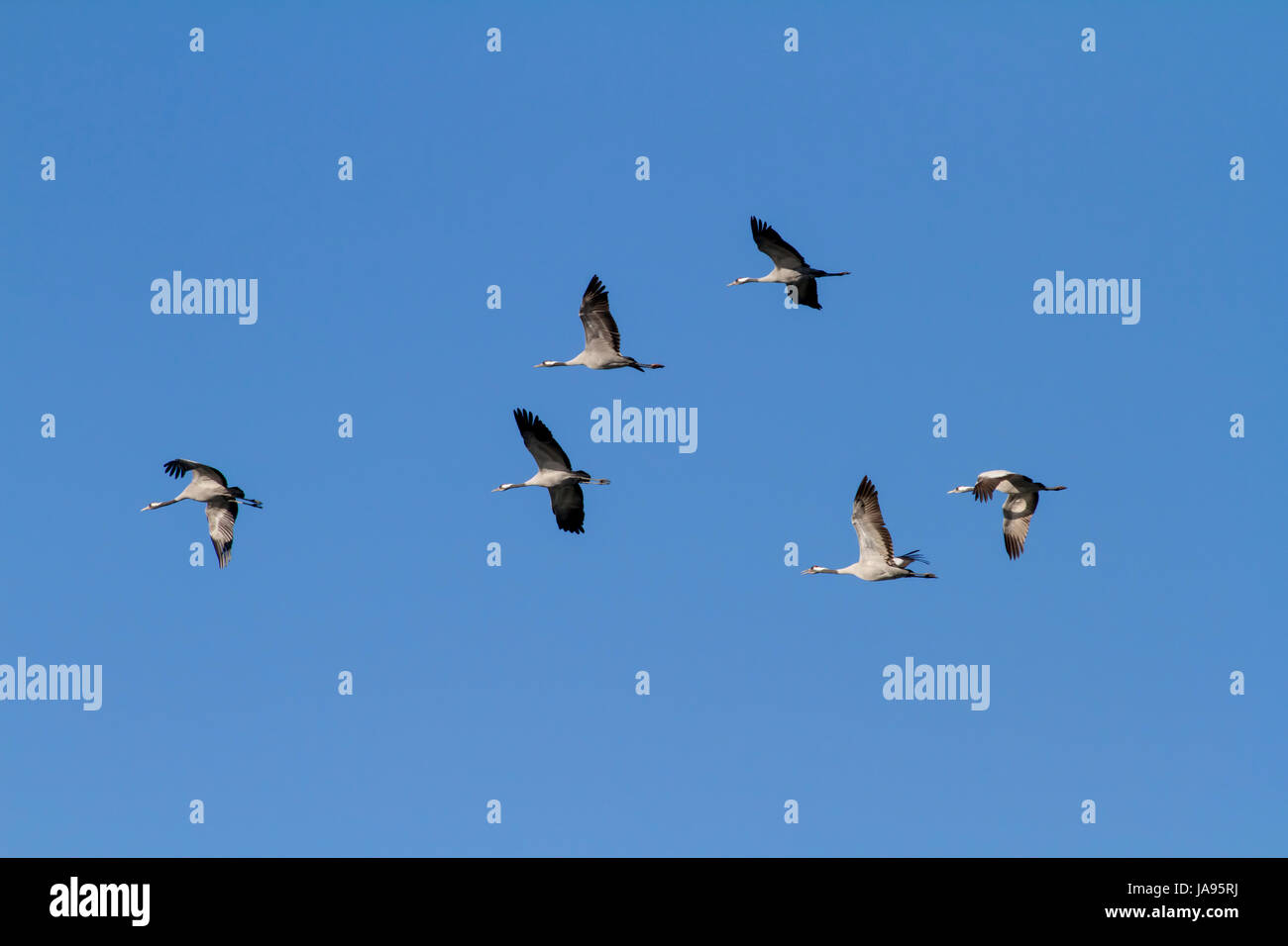 bird, birds, crane, migrant, birds of passage, germany, german federal Stock Photo - Alamy