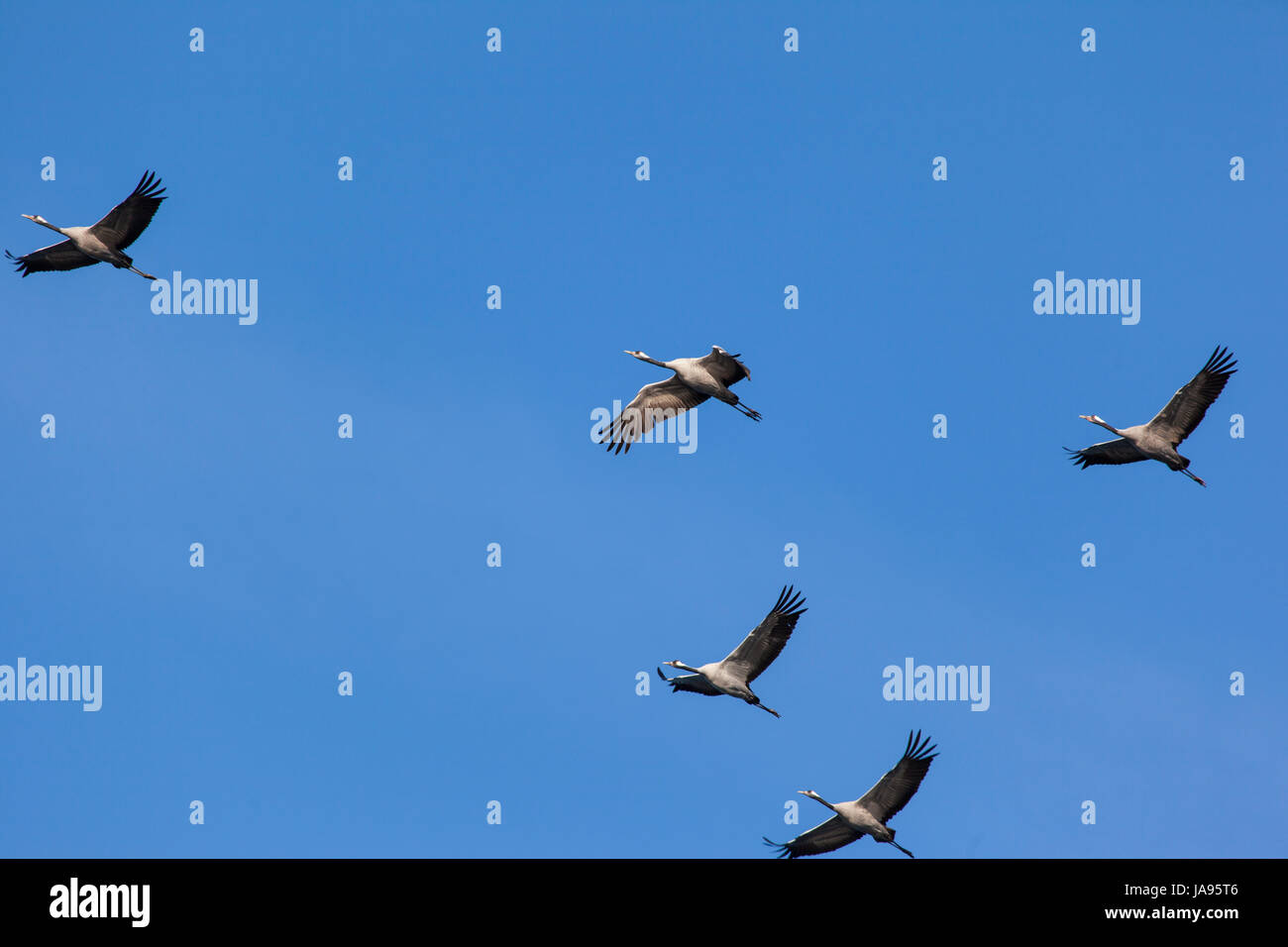 bird, birds, crane, migrant, birds of passage, germany, german federal Stock Photo - Alamy