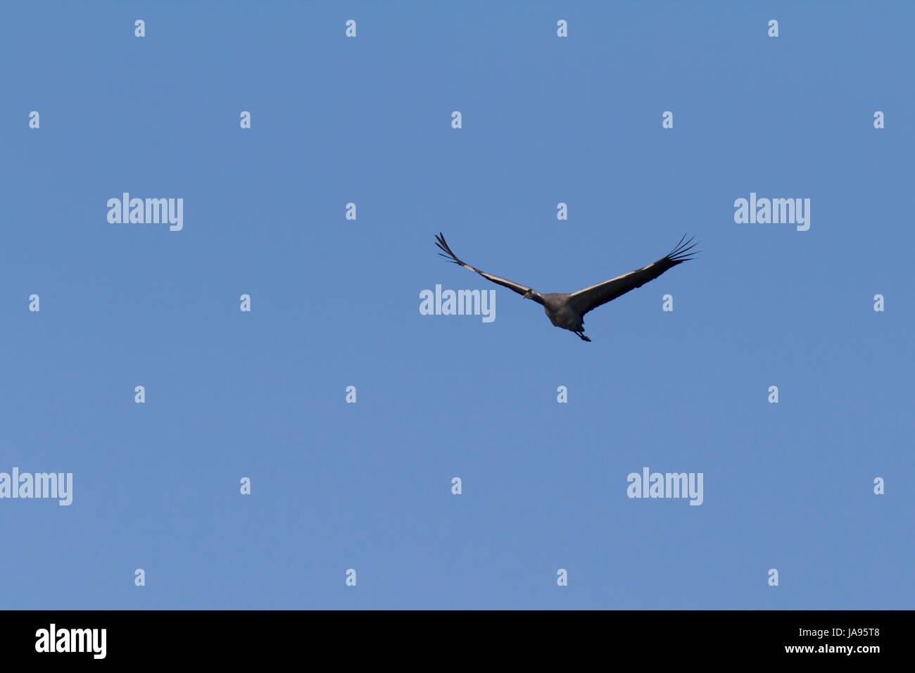 bird, birds, crane, migrant, birds of passage, germany, german federal Stock Photo - Alamy