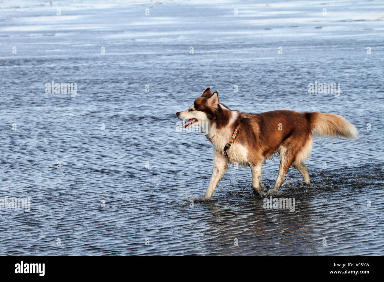 animal, water, north sea, salt water, sea, ocean, dog, watt, nature ...