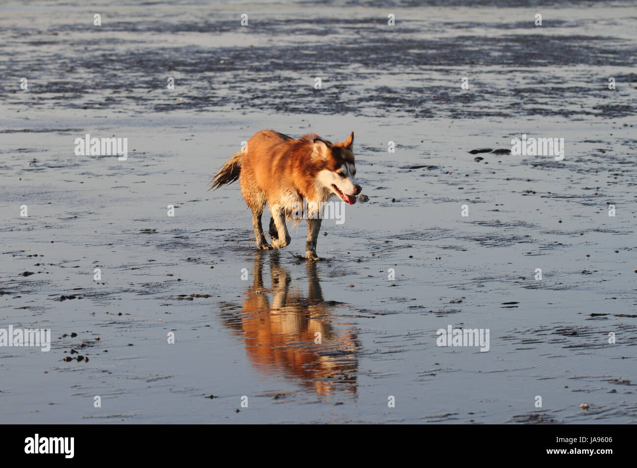 animal, water, north sea, salt water, sea, ocean, dog, watt, nature ...