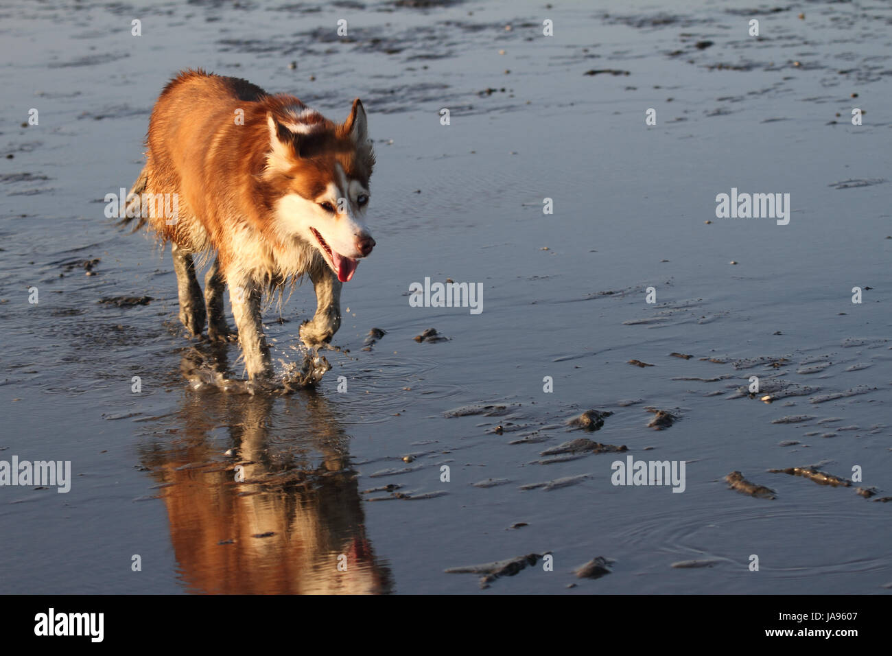animal, water, north sea, salt water, sea, ocean, dog, watt, nature ...