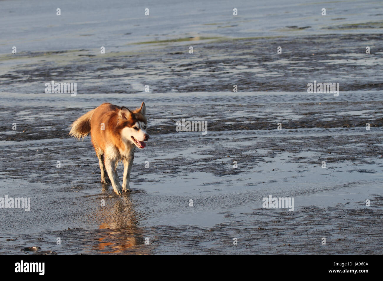 animal, water, north sea, salt water, sea, ocean, dog, watt, nature ...
