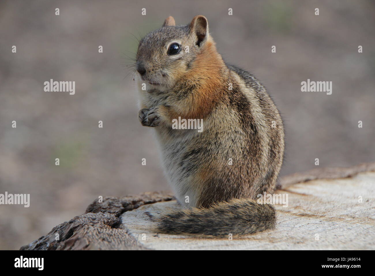 mammal, rodent, skin, stripes, stripe, mammal, rodent, skin, stripes ...