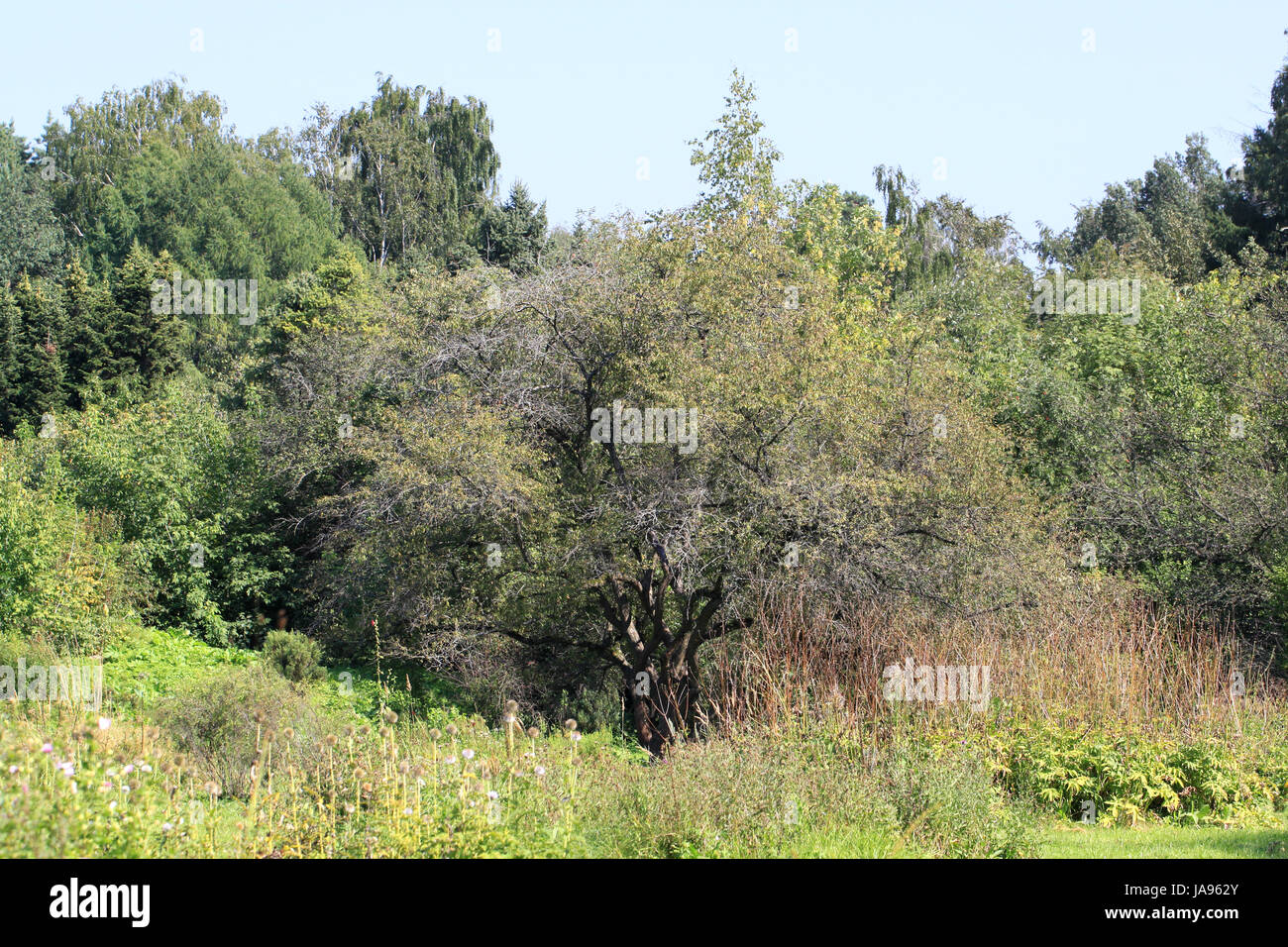 leaf, tree, park, garden, flower, plant, bloom, blossom, flourish ...