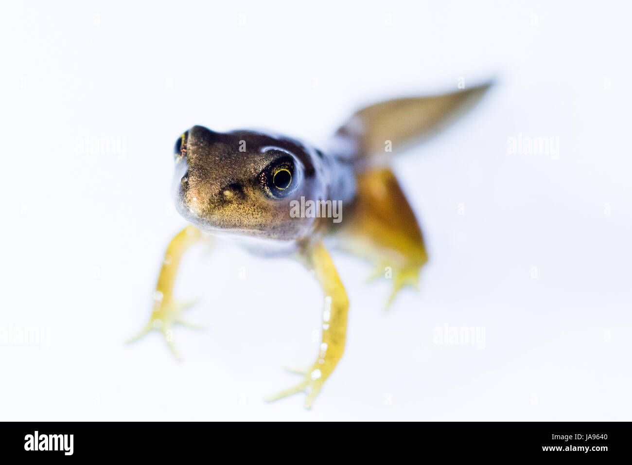 Tadpole froglet metamorphosis hi-res stock photography and images - Alamy
