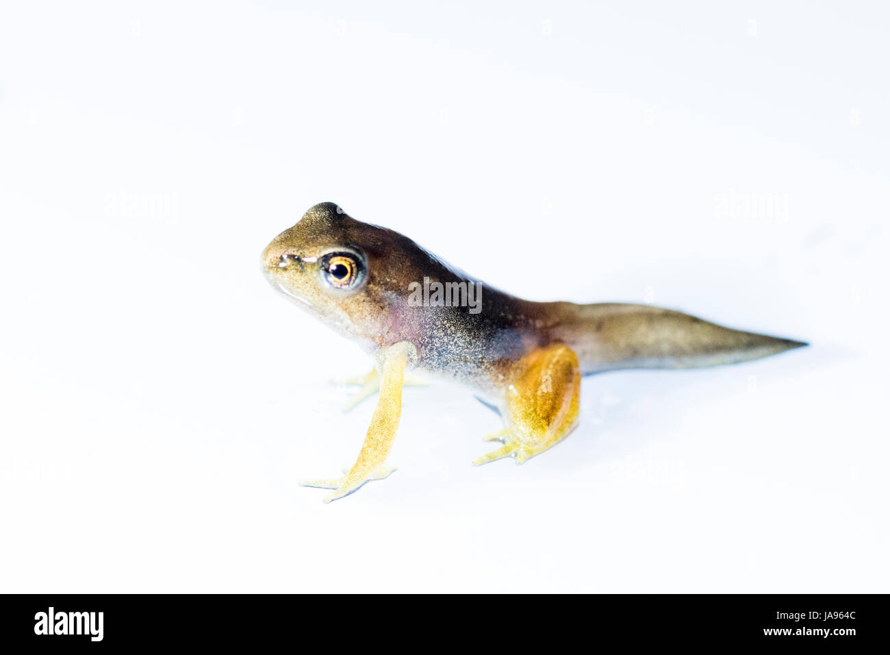 Tadpole froglet metamorphosis hi-res stock photography and images - Alamy