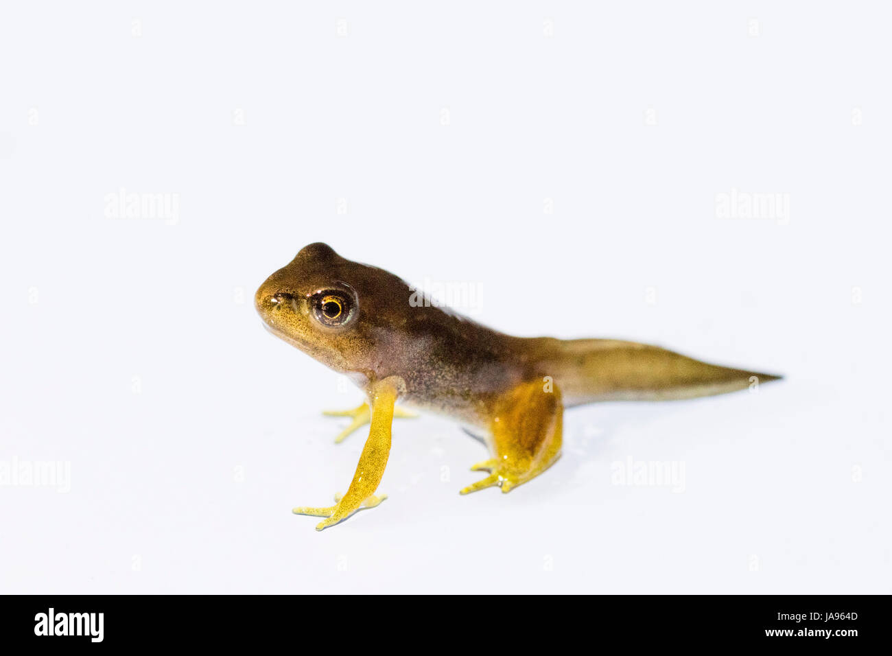 Tadpole froglet metamorphosis hi-res stock photography and images - Alamy
