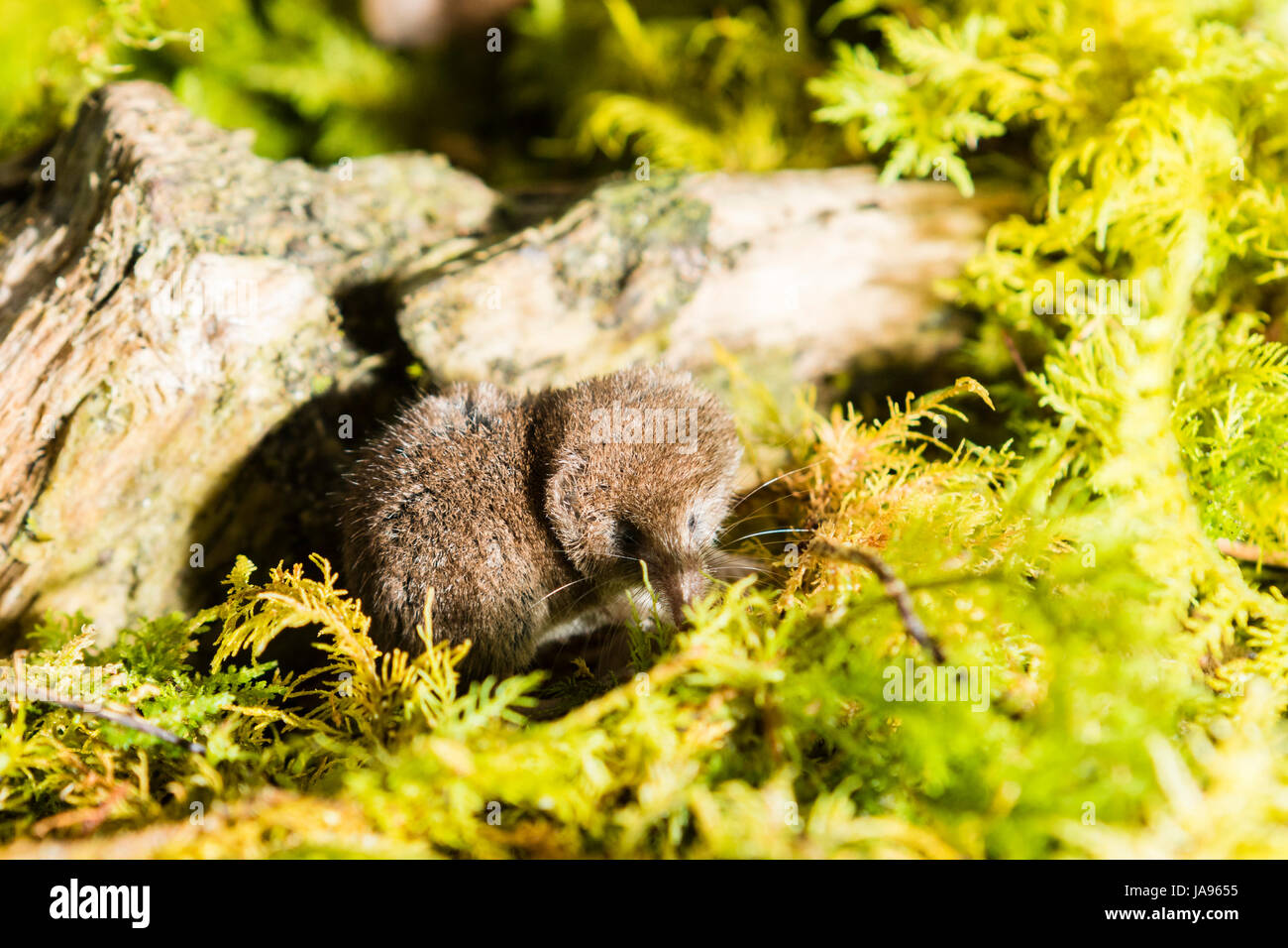 Common shrew photographed in a controlled environment before being ...