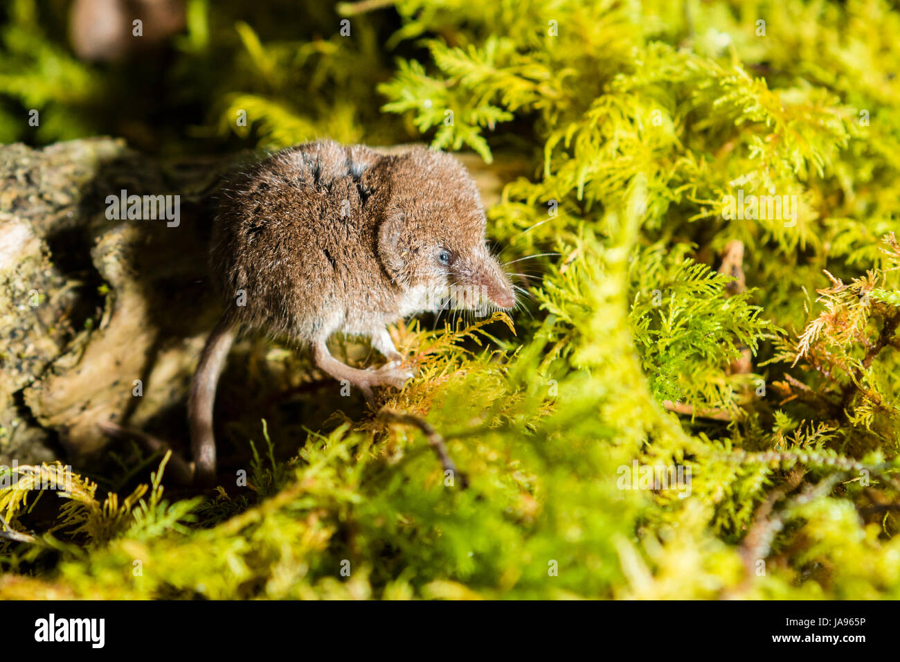 Common shrew photographed in a controlled environment before being ...