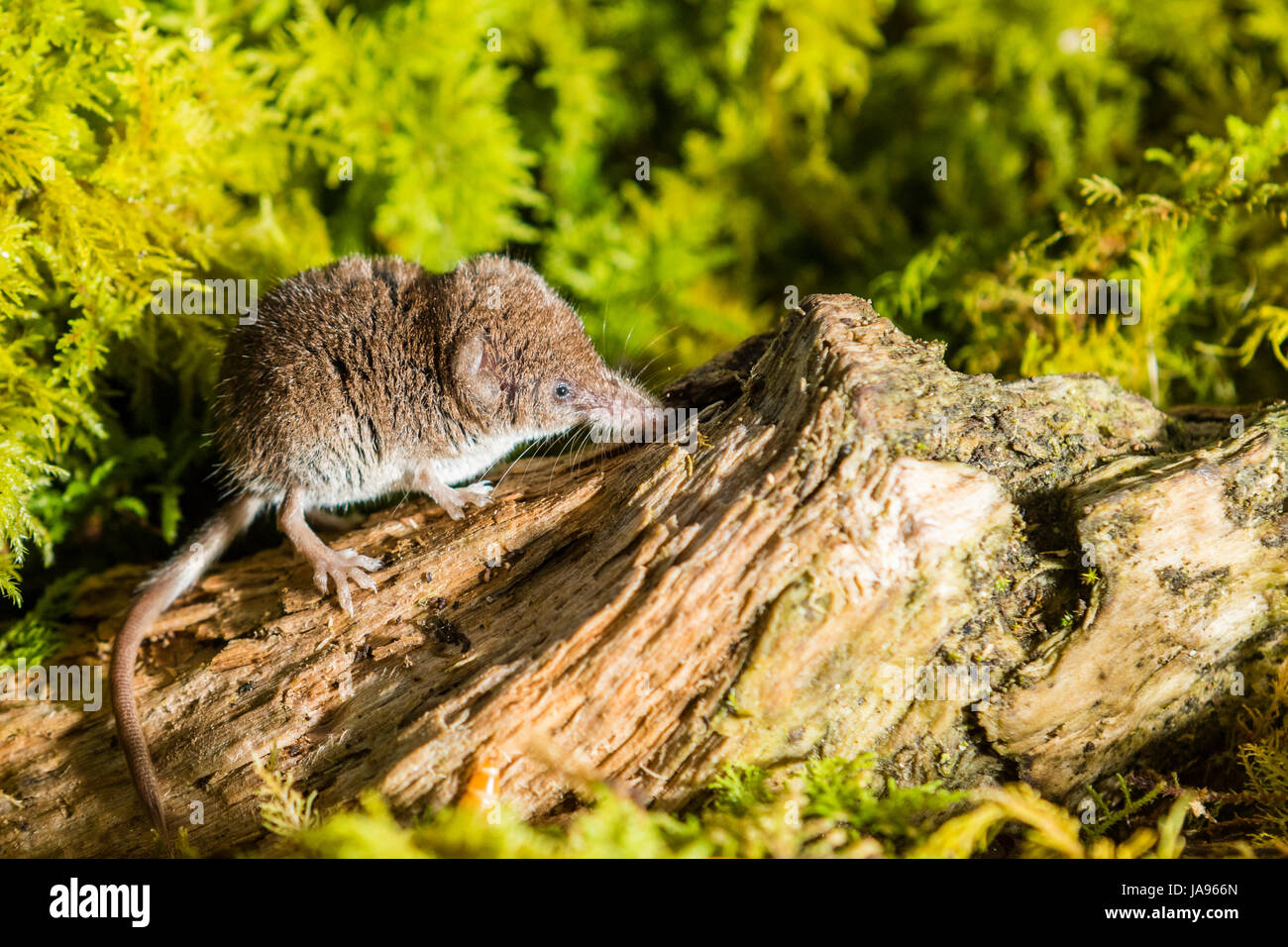 Common shrew photographed in a controlled environment before being ...