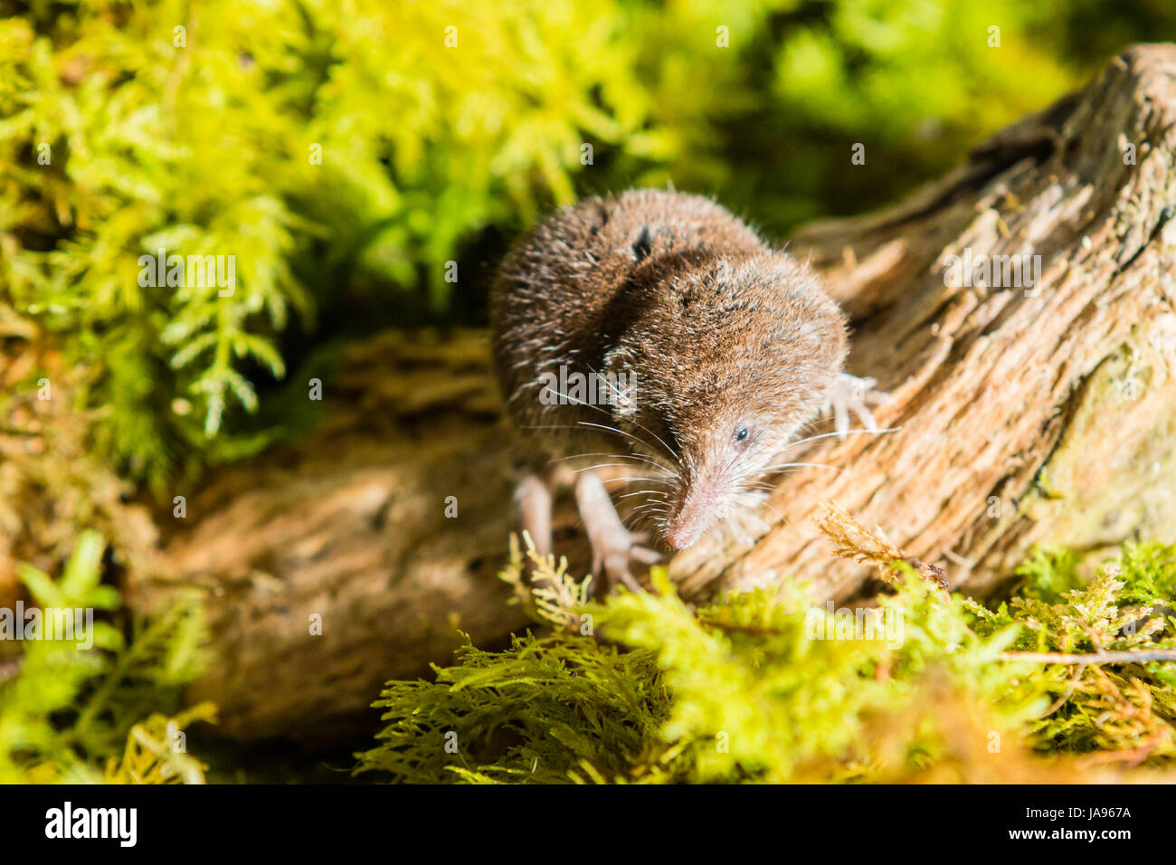 Common shrew photographed in a controlled environment before being ...