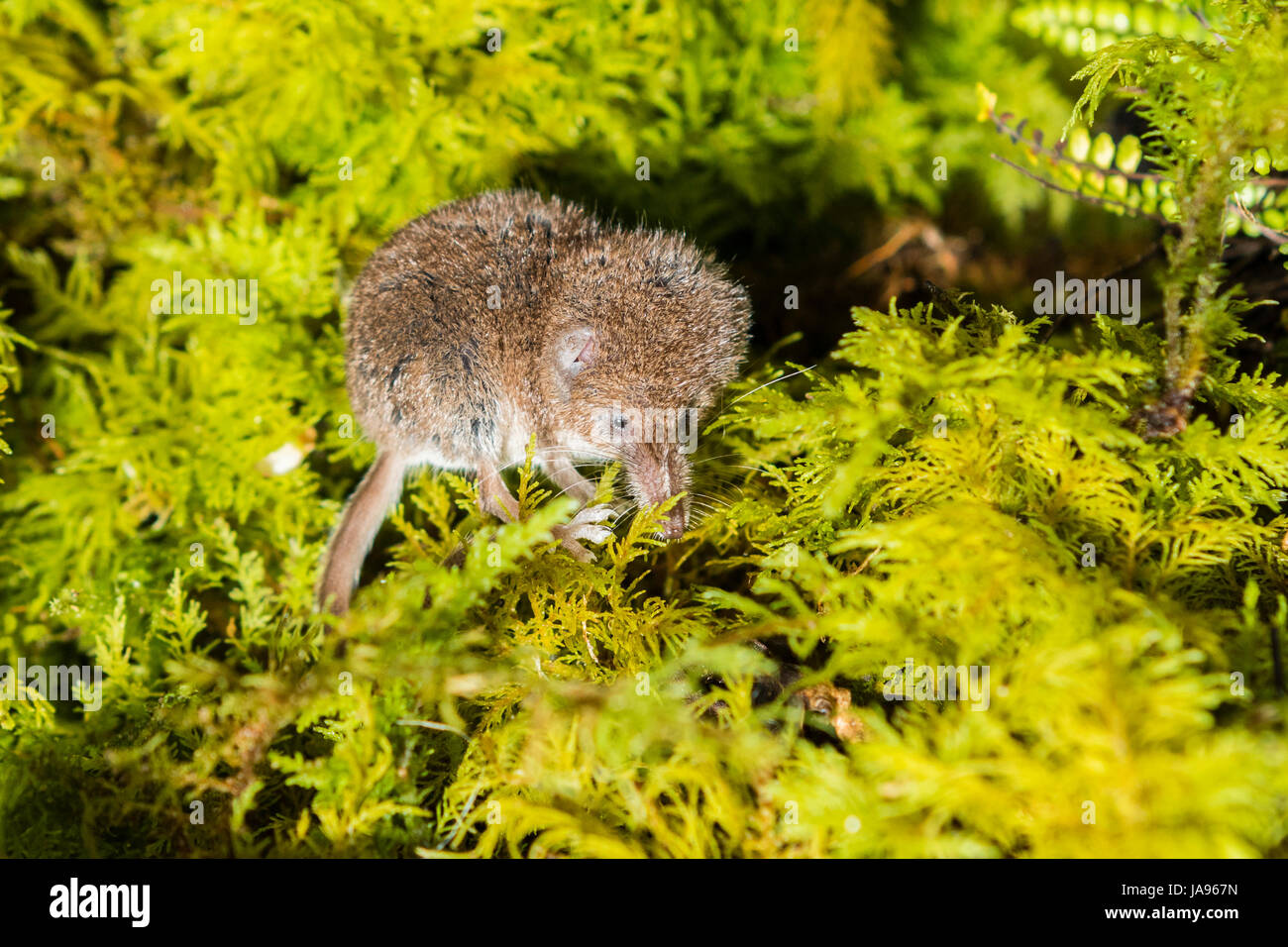 Common shrew photographed in a controlled environment before being ...