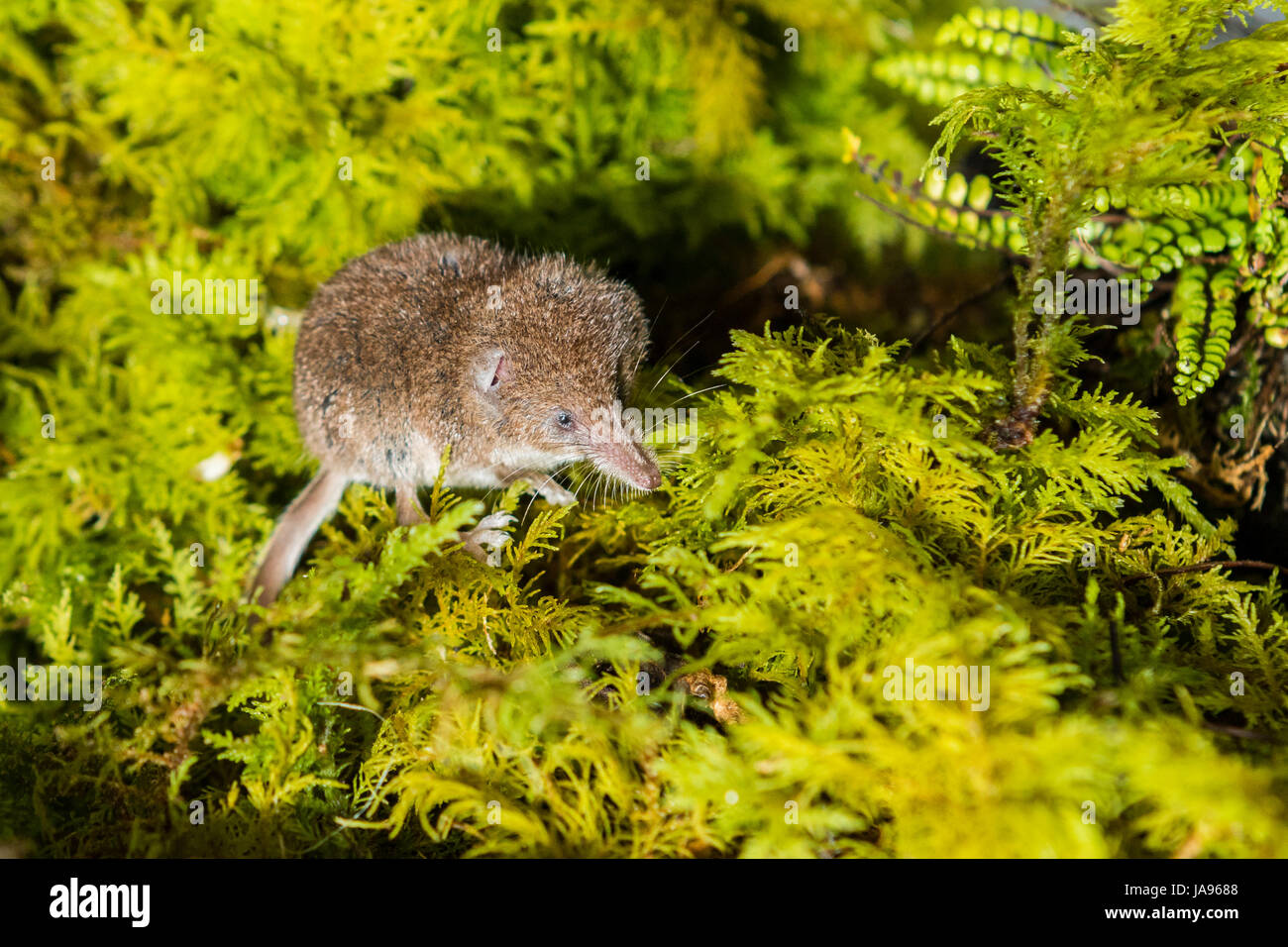 Common shrew photographed in a controlled environment before being ...