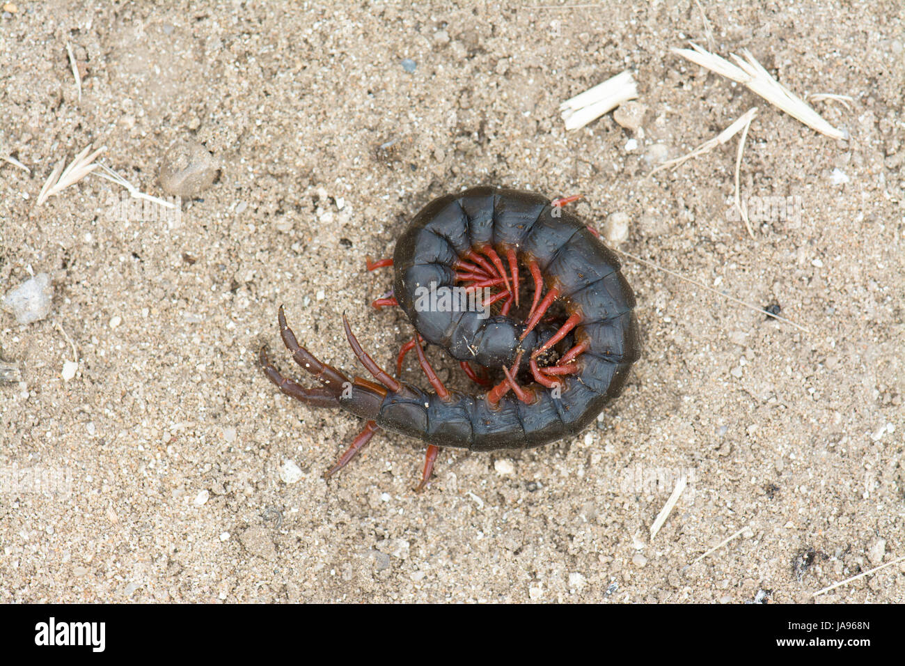 Scolopendra centipede hi-res stock photography and images - Alamy