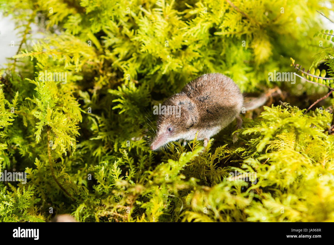 Common shrew photographed in a controlled environment before being ...
