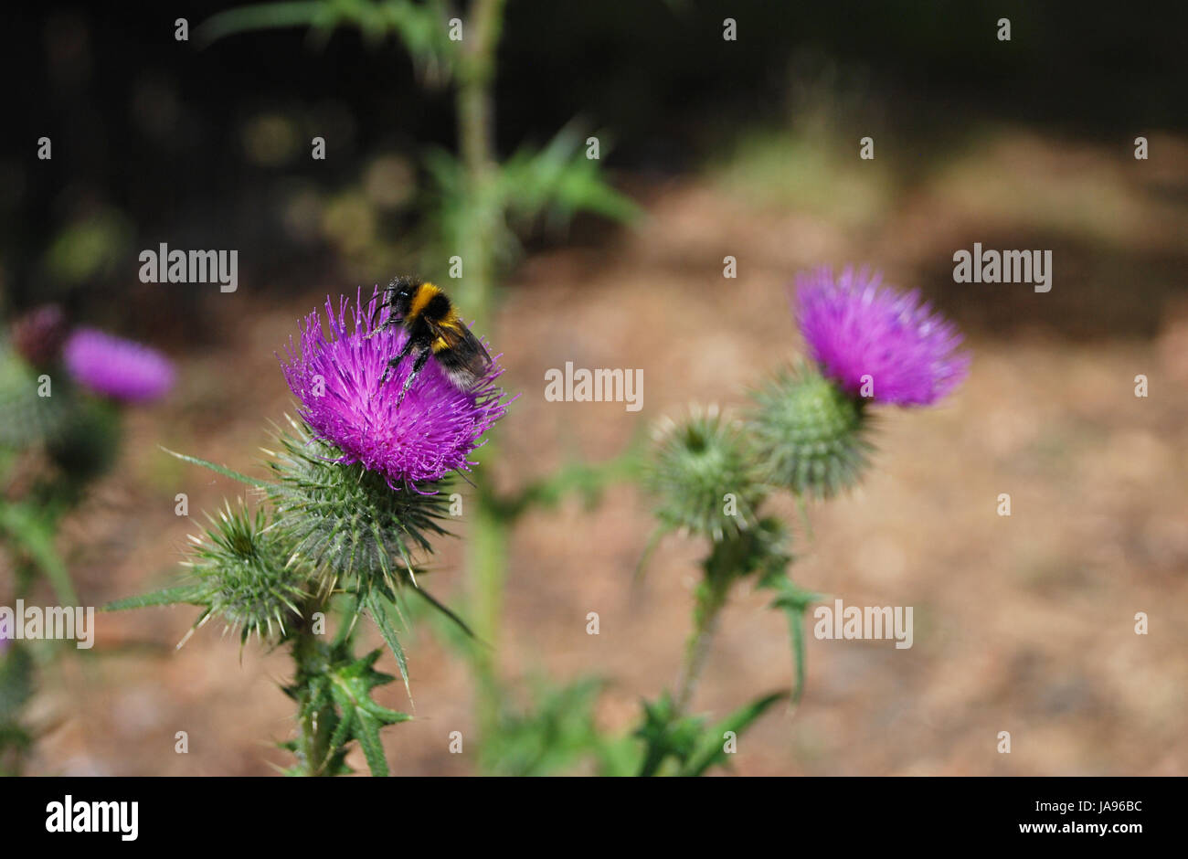 closeup, emblem, insect, flower, plant, fauna, bumblebee, bloom ...