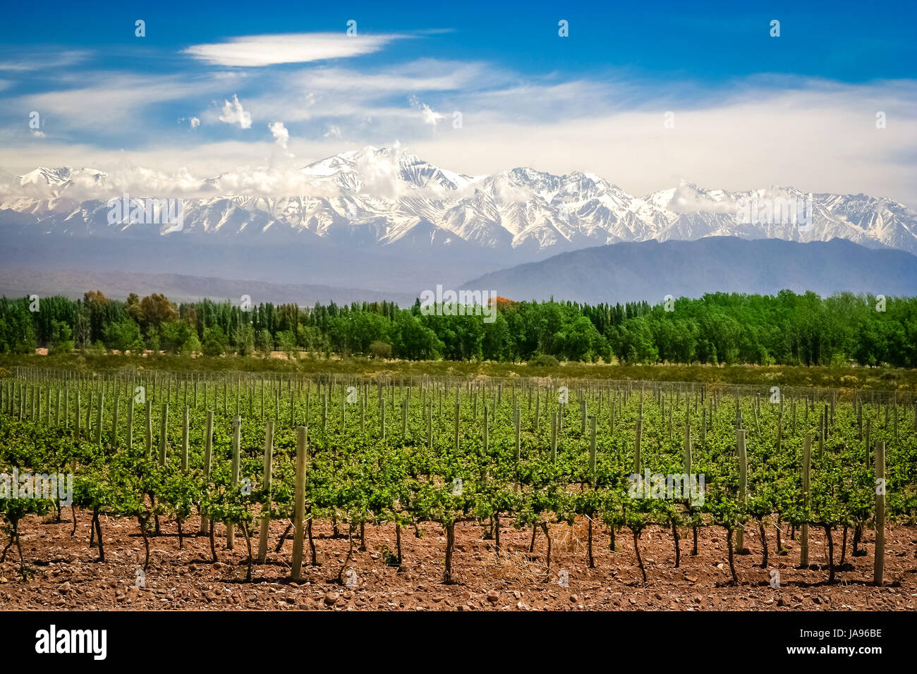 Organic vineyards near Mendoza in Argentina with Andes in the ...