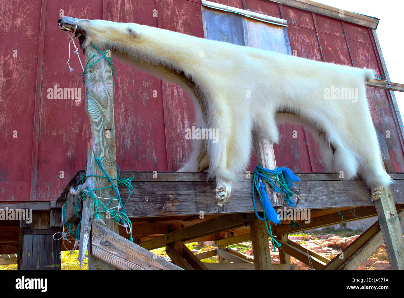 bearskin in ittoquqortoormiit Stock Photo - Alamy
