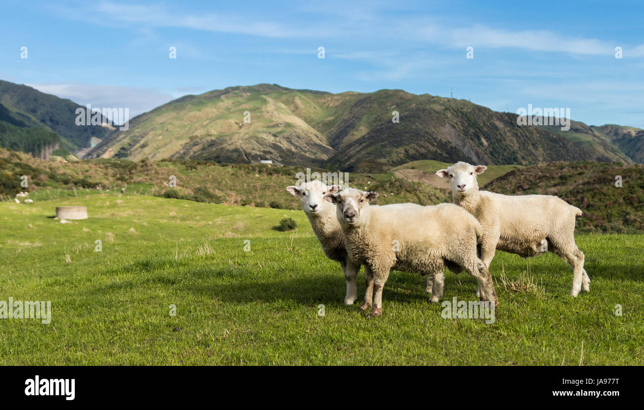 Three New Zealand sheep on some green hilly farmland Stock Photo - Alamy