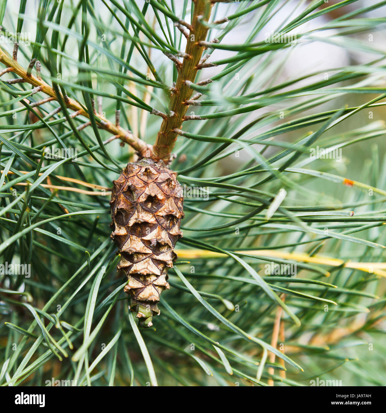 tree, pine, branch, woods, conifer, cone, needles, softwood, scenic ...