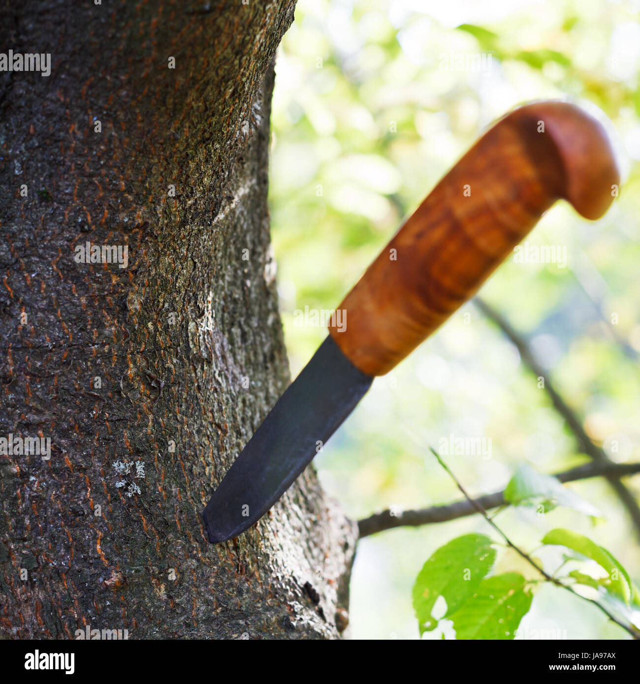 model, design, project, concept, plan, draft, tree, wood, trunk, summer ...