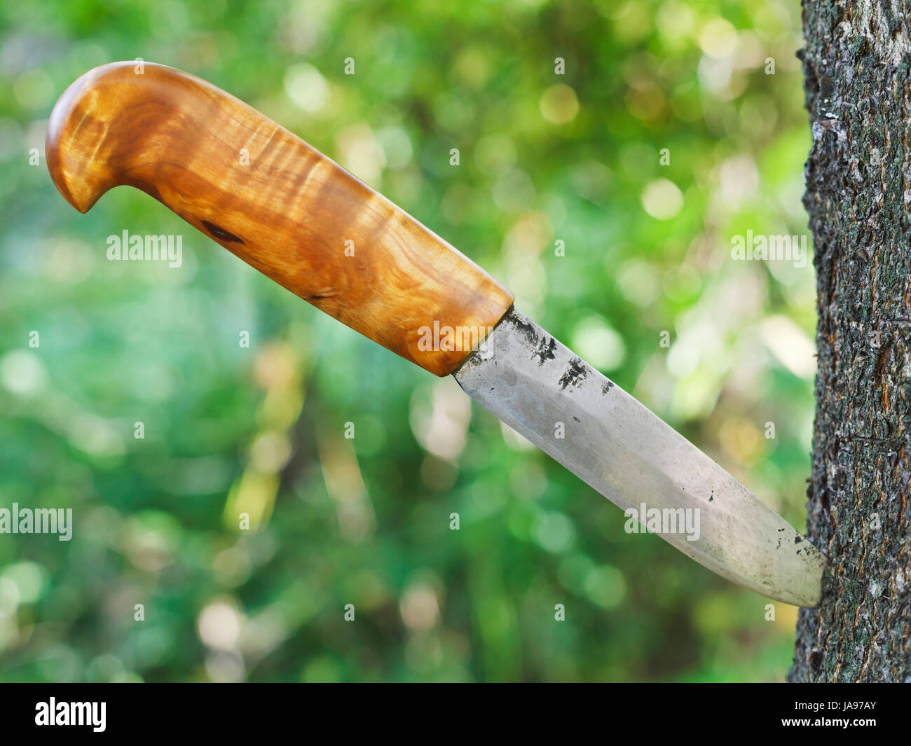 model, design, project, concept, plan, draft, tree, wood, trunk, summer ...