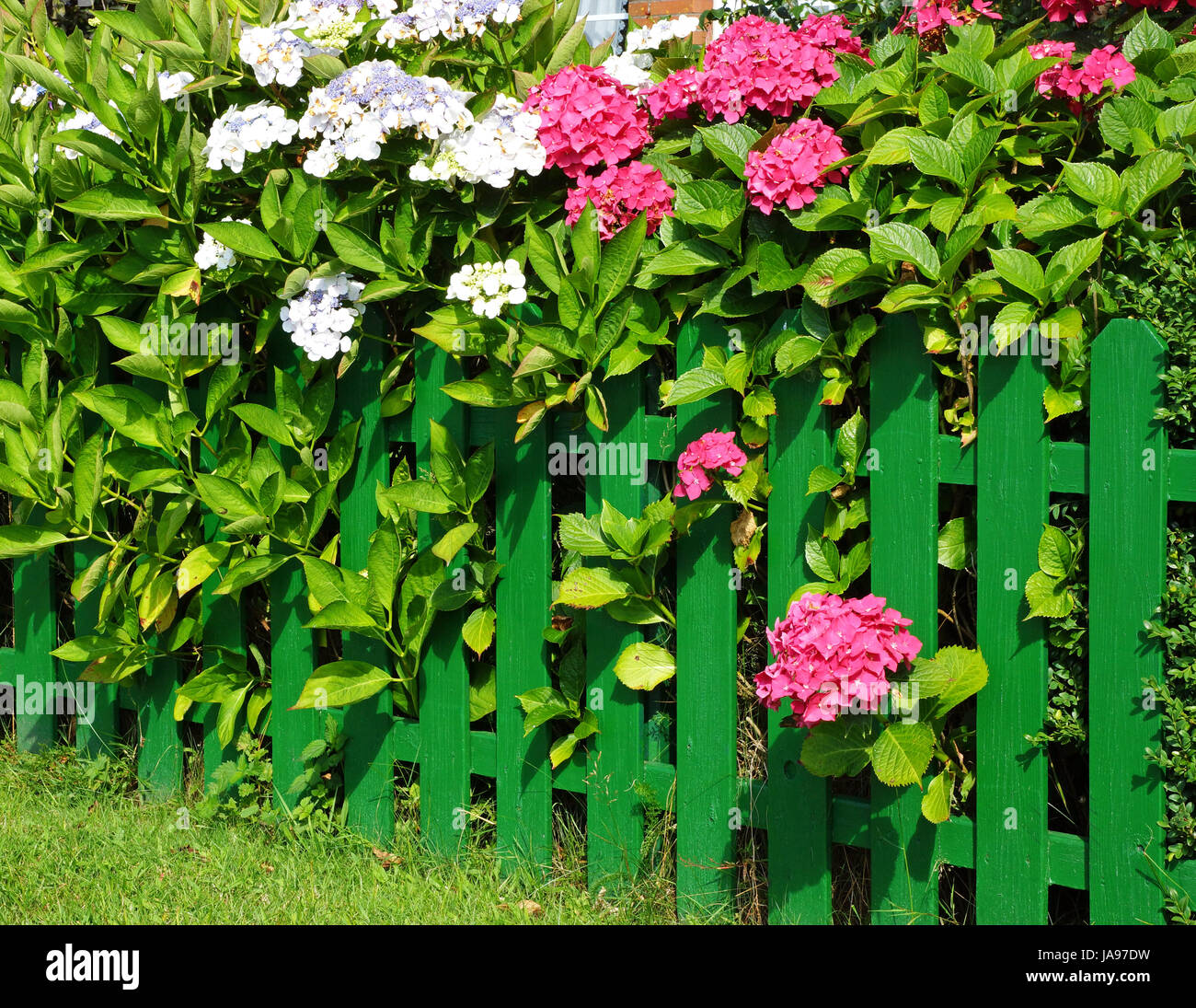 my beautiful garden Stock Photo - Alamy