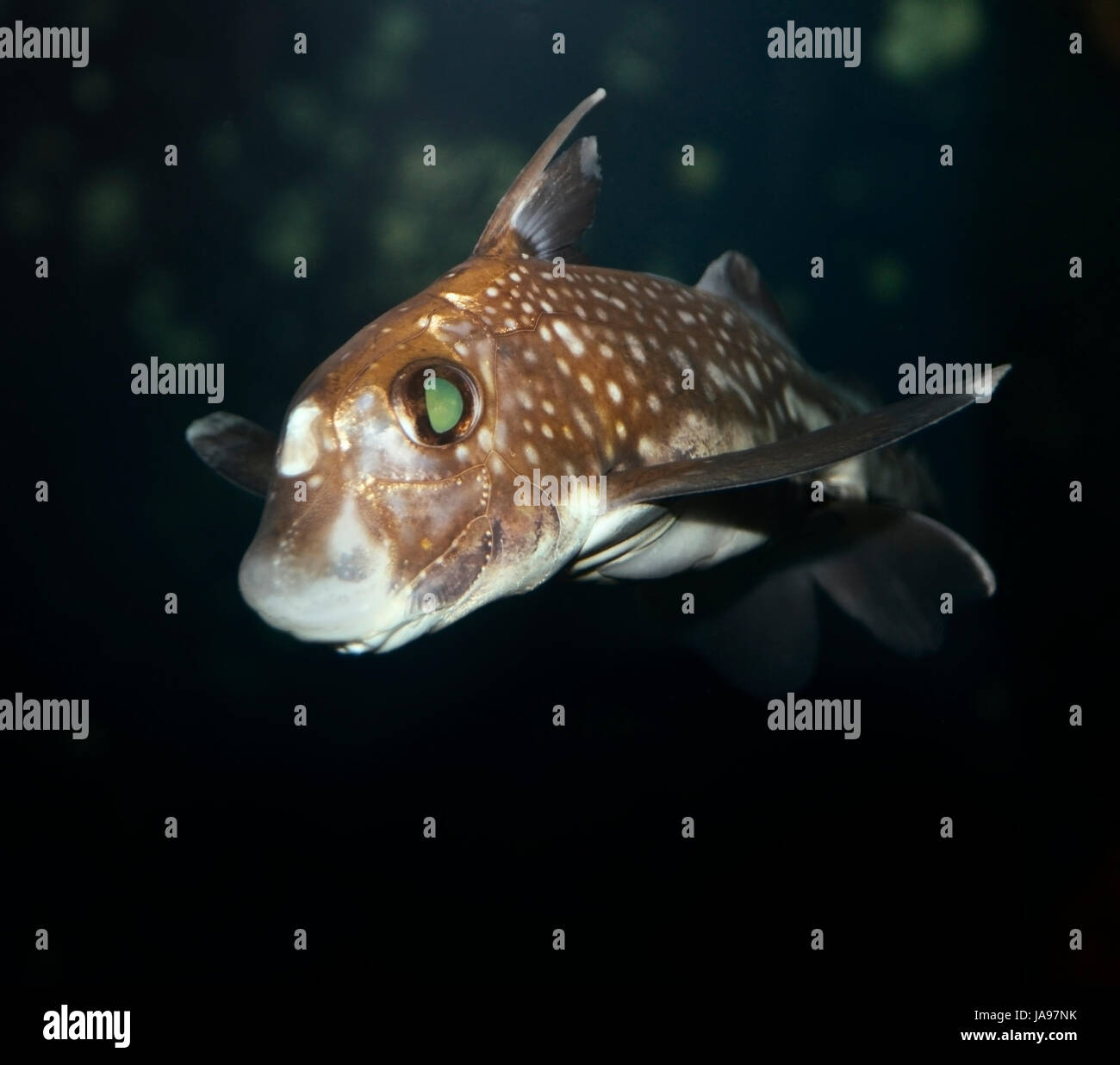 Ratfish hi-res stock photography and images - Alamy