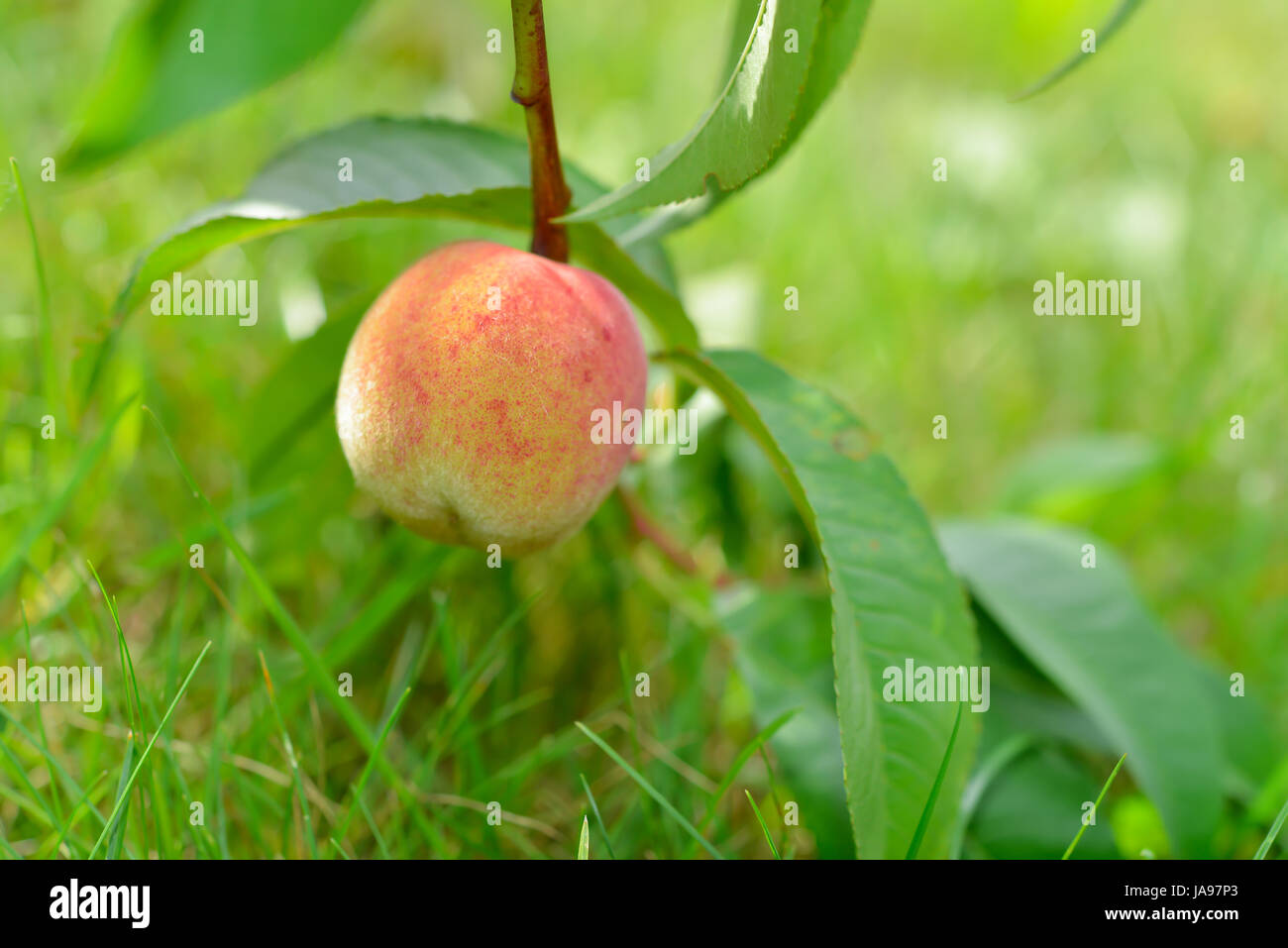 orange, food, aliment, fruit, dessert, backdrop, background, red ...
