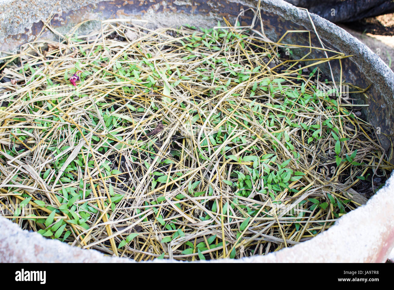 leaf, tree, river, water, plant, nature, leaf, closeup, tree, asia ...