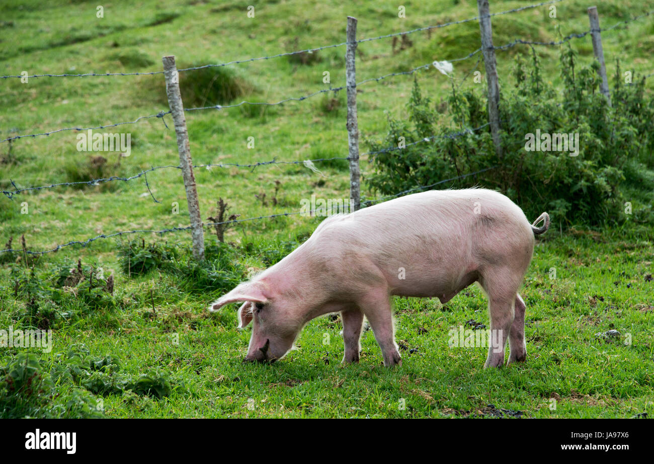 agriculture, farming, outdoor, farm animal, scenery, countryside ...