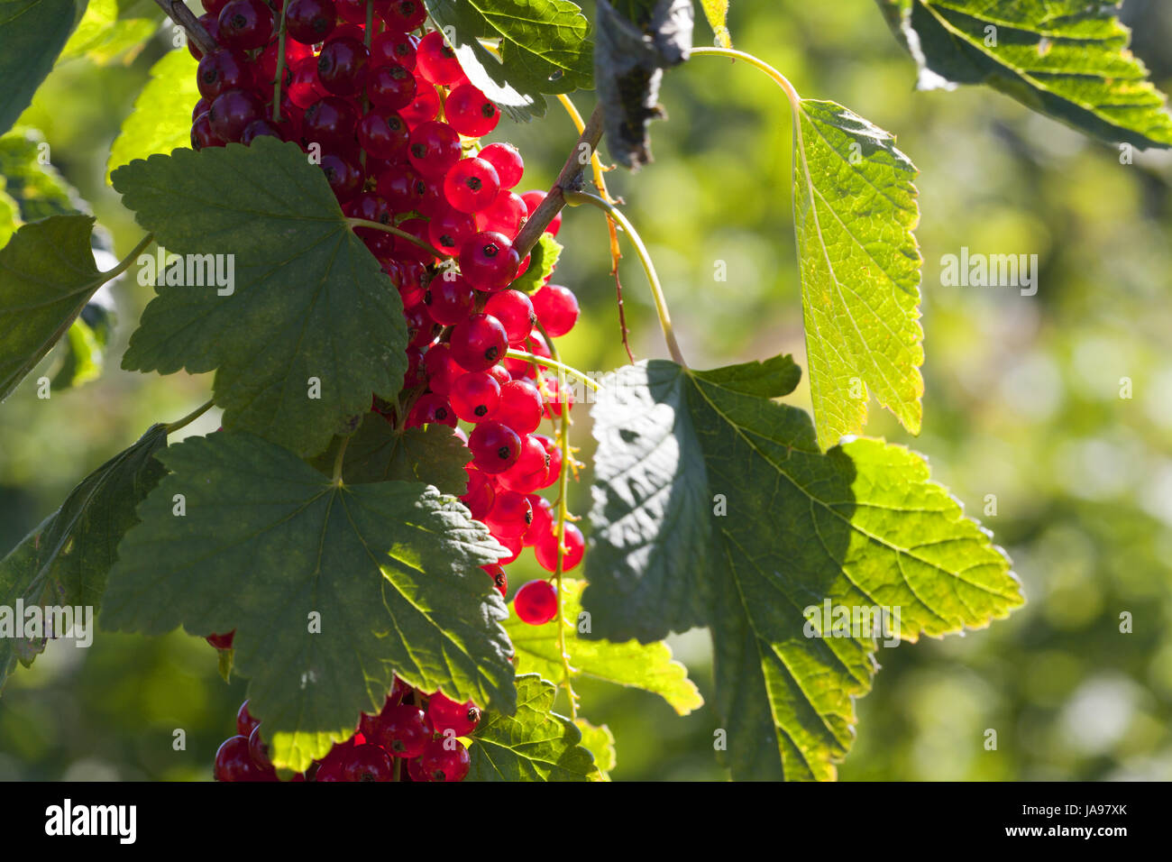 garden, green, leaves, ripe, location shot, counter-light, fruit, shrub ...
