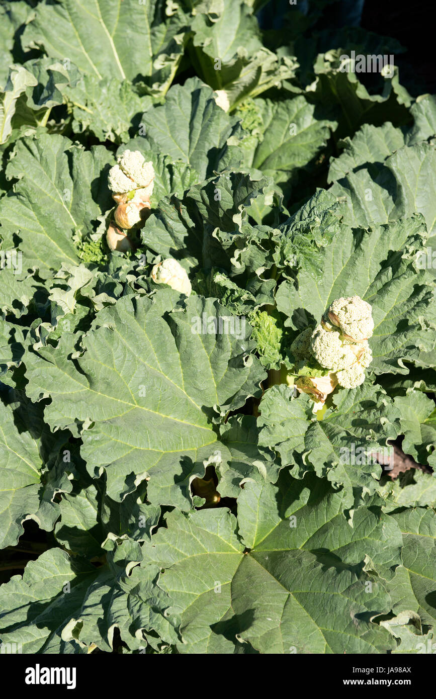 Rhubarb plant growing in a sunny Swedish garden, with large green ...