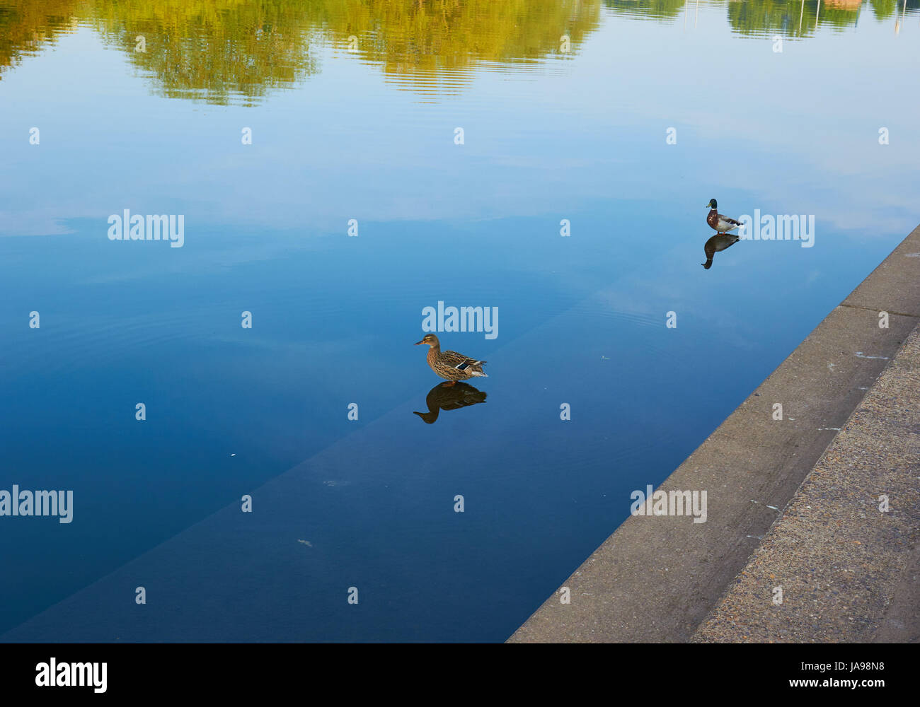 River trent wildlife hi-res stock photography and images - Alamy