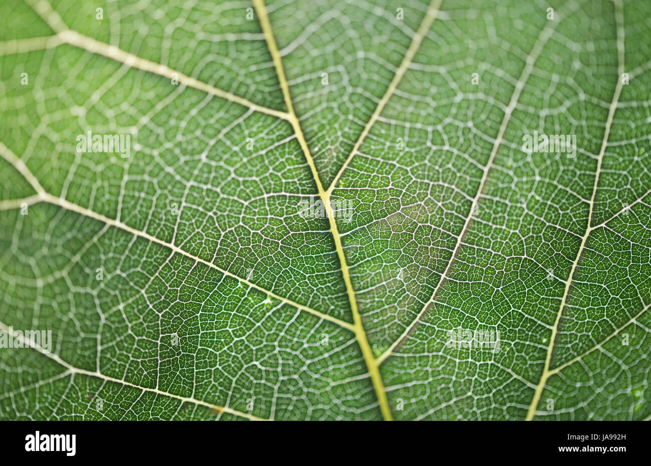 Close-up green leaf texture Stock Photo - Alamy