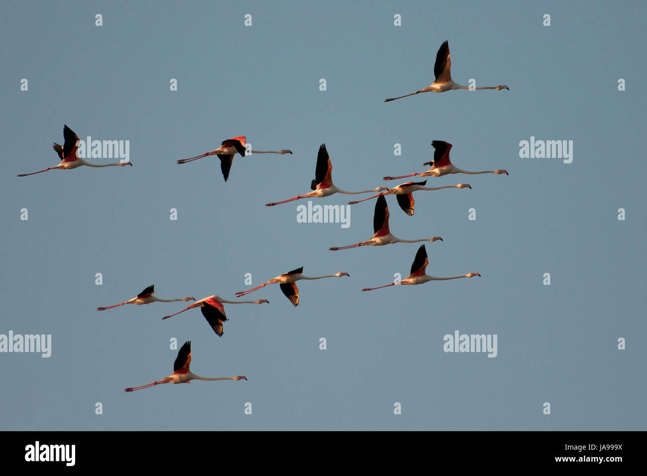 flamingos, flamingo, big, large, enormous, extreme, powerful, imposing ...