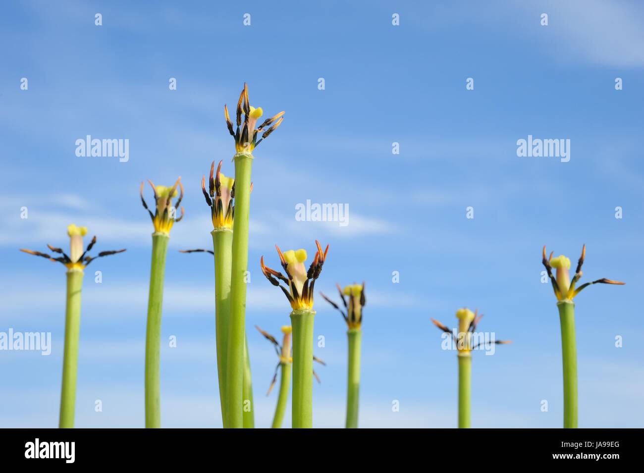 garden, gardens, parks, garden, cut flowers, gardens, parks, red ...