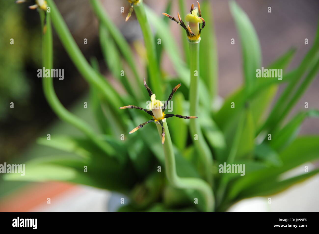 garden, gardens, parks, garden, cut flowers, gardens, parks, red ...