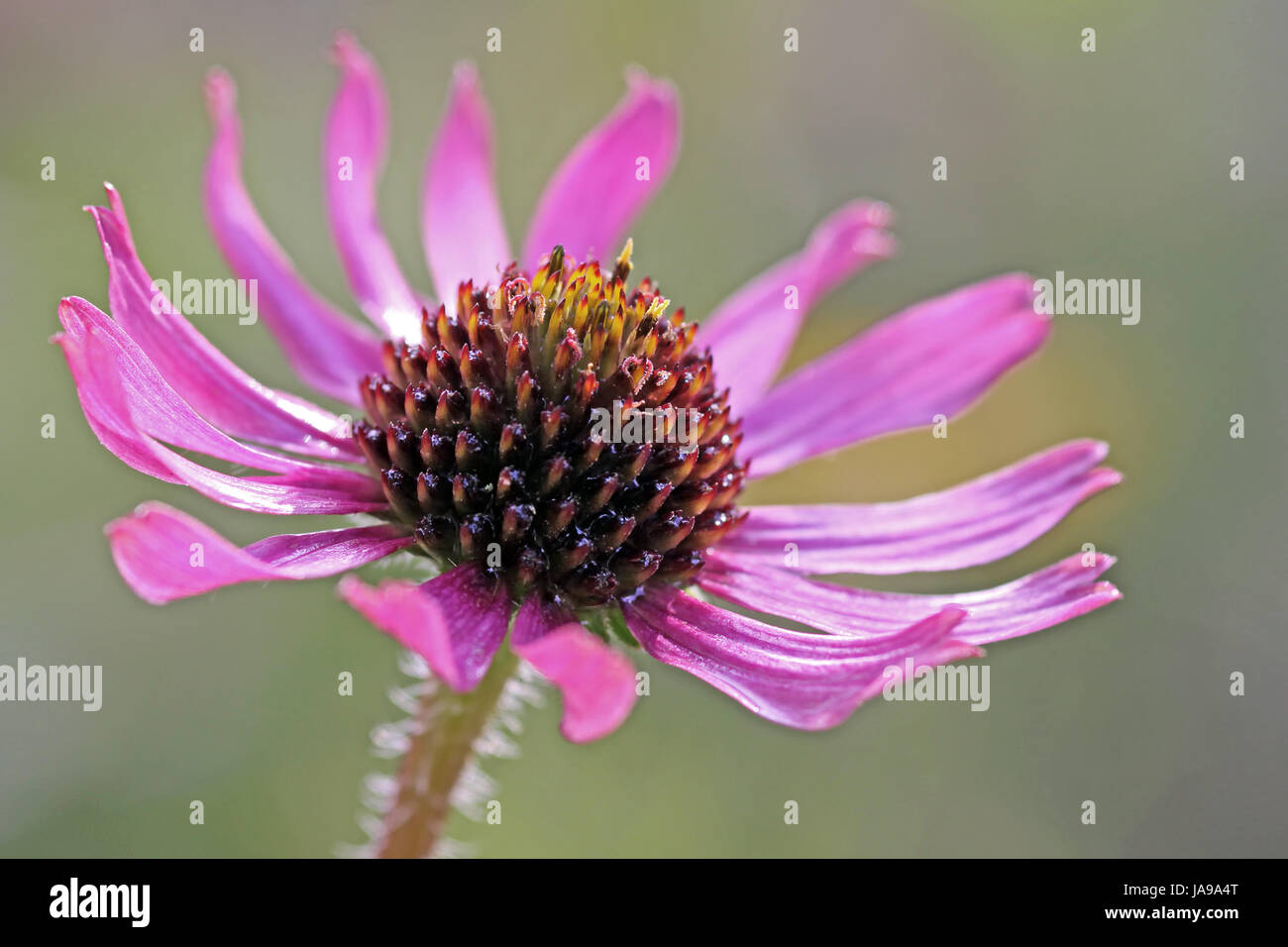Tennessee coneflower echinacea tennesseensis hi-res stock photography ...