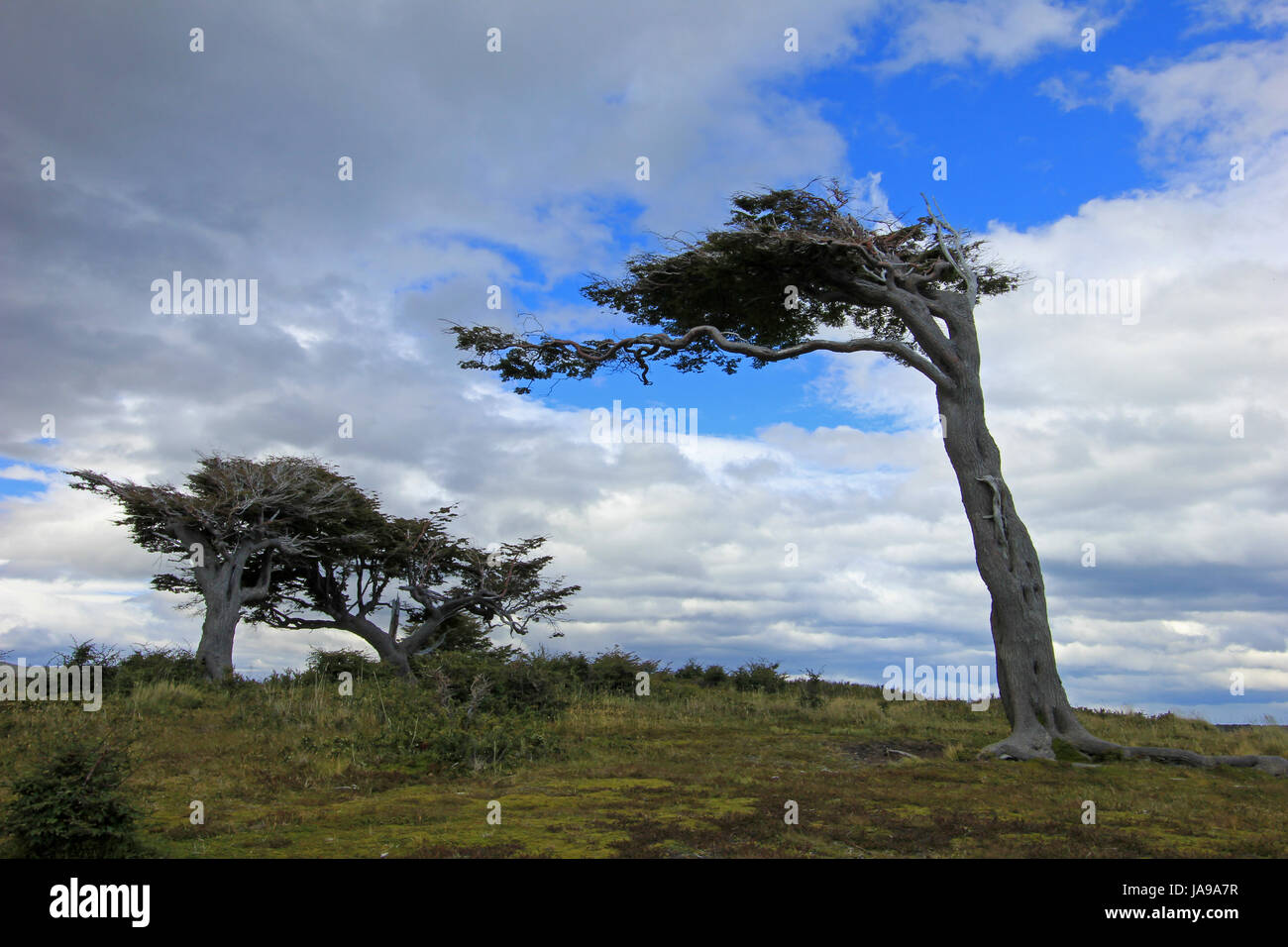 Tree deformed by wind, Patagonia, Argentina Stock Photo - Alamy
