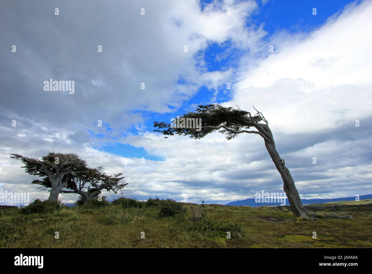 Tree deformed by wind, Patagonia, Argentina Stock Photo - Alamy