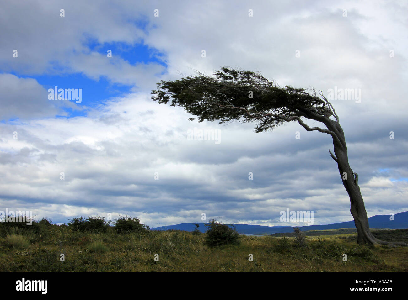 Tree deformed by wind, Patagonia, Argentina Stock Photo - Alamy