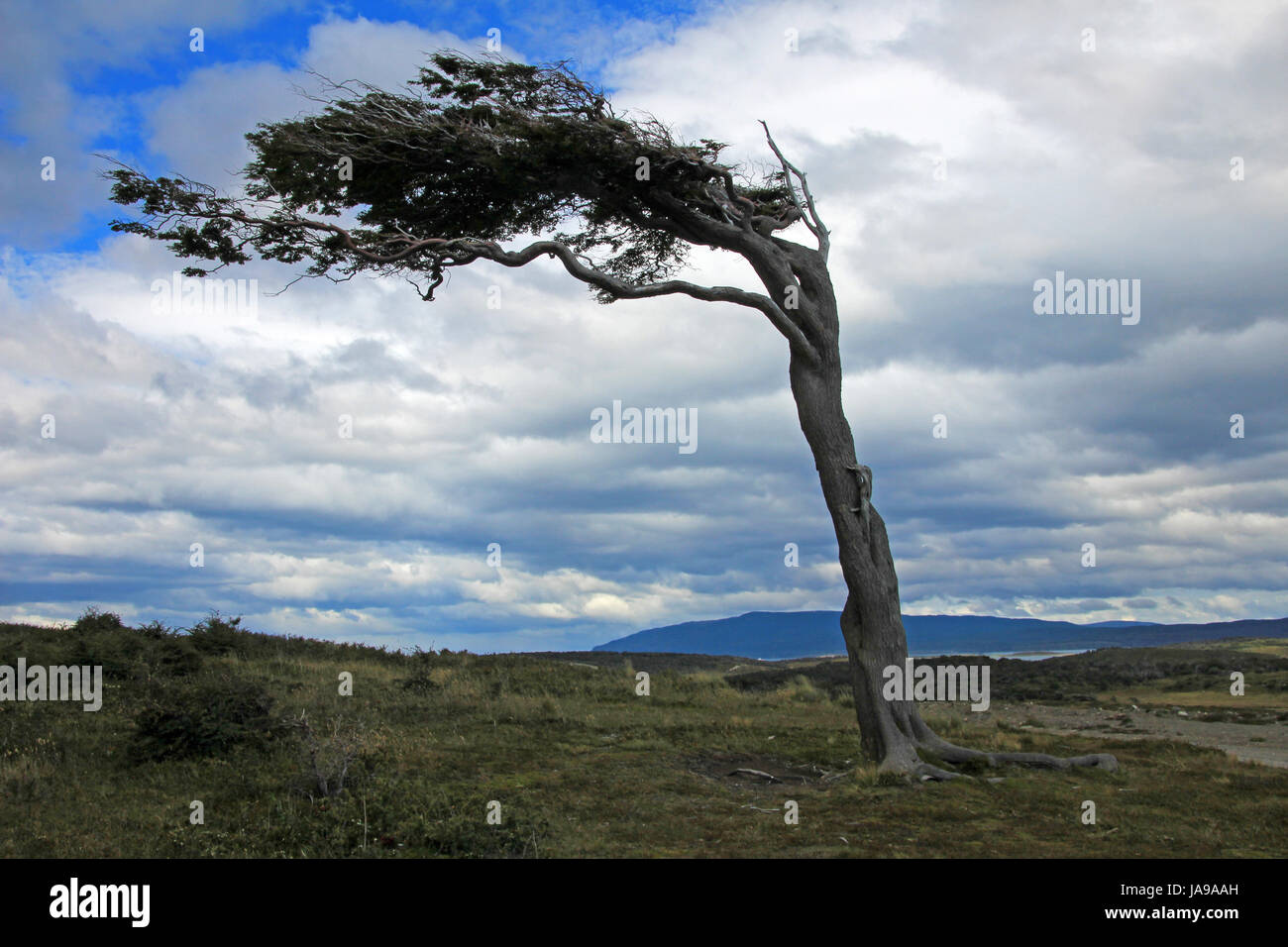 Tree deformed by wind, Patagonia, Argentina Stock Photo - Alamy