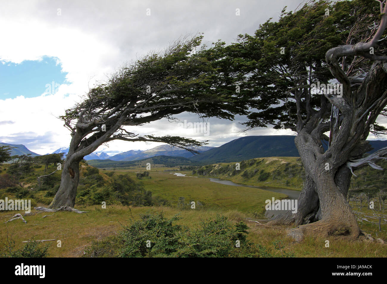 Tree deformed by wind, Patagonia, Argentina Stock Photo - Alamy