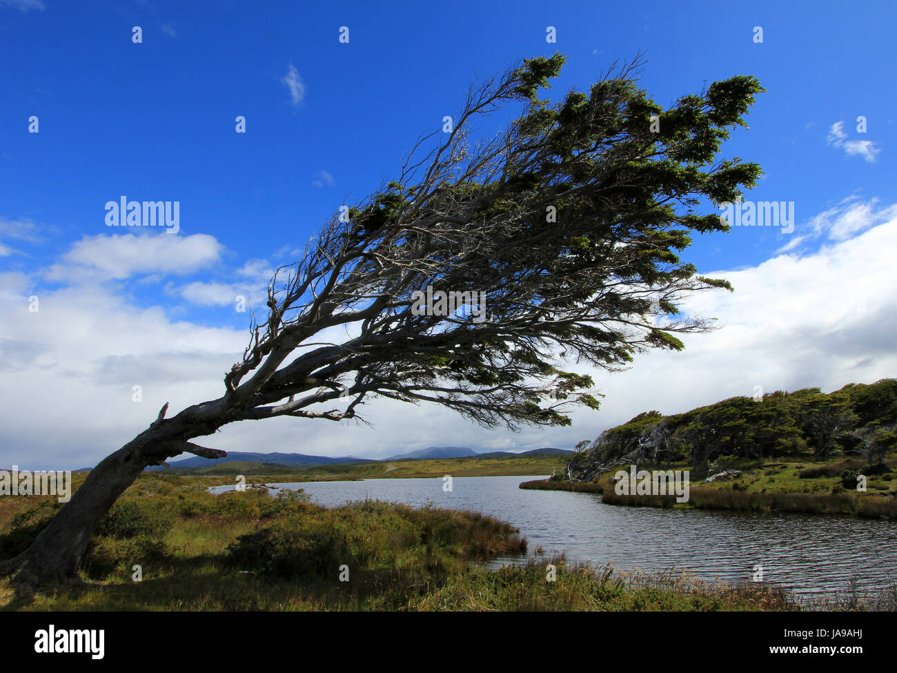 Tree deformed by wind, Patagonia, Argentina Stock Photo - Alamy