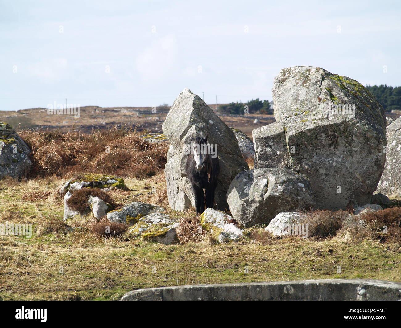 Horse hide camouflage donkey illusion hi-res stock photography and ...
