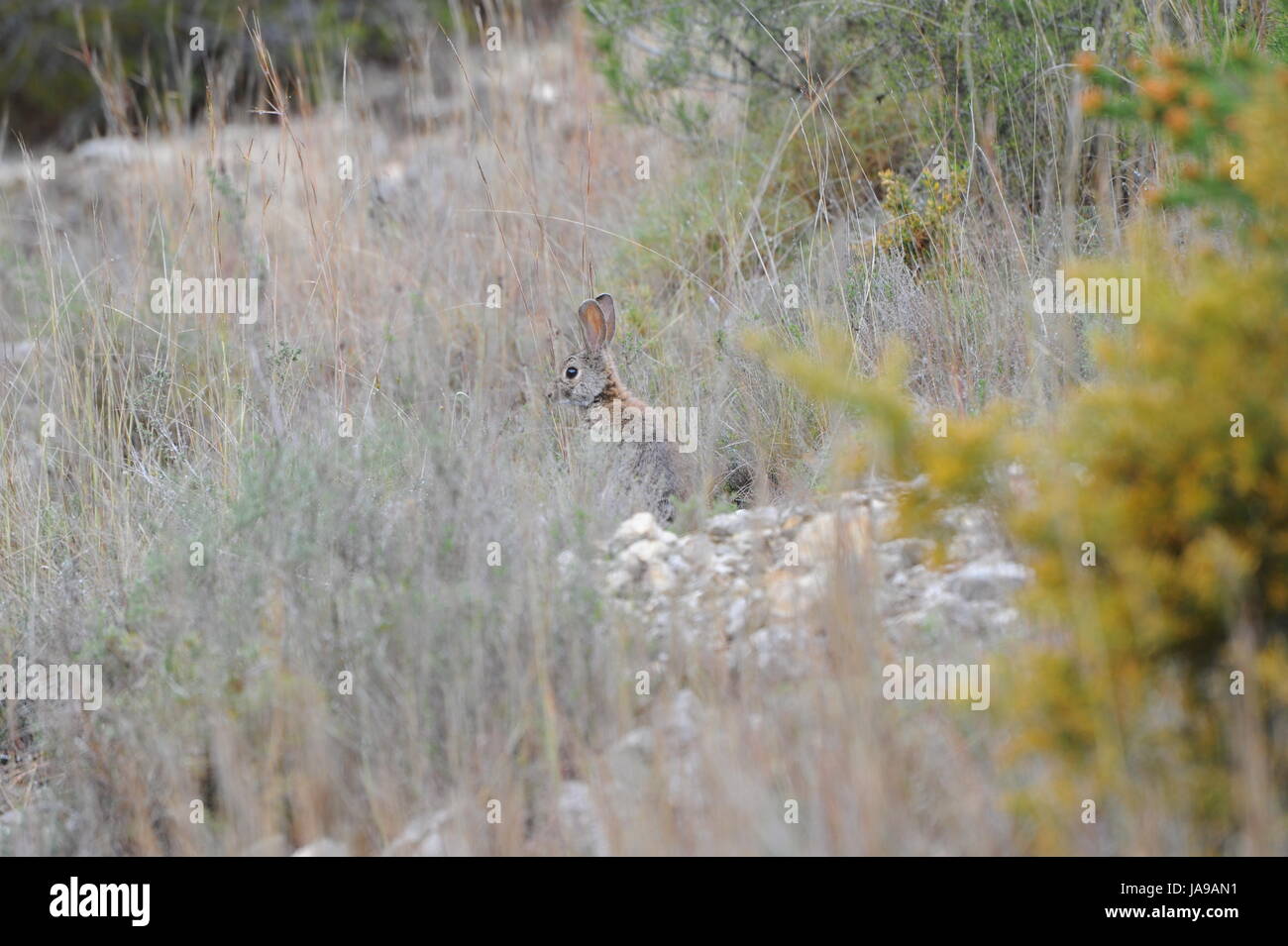 fodder, field, watchful, hare, fodder, field, watchful, hare, invisible ...