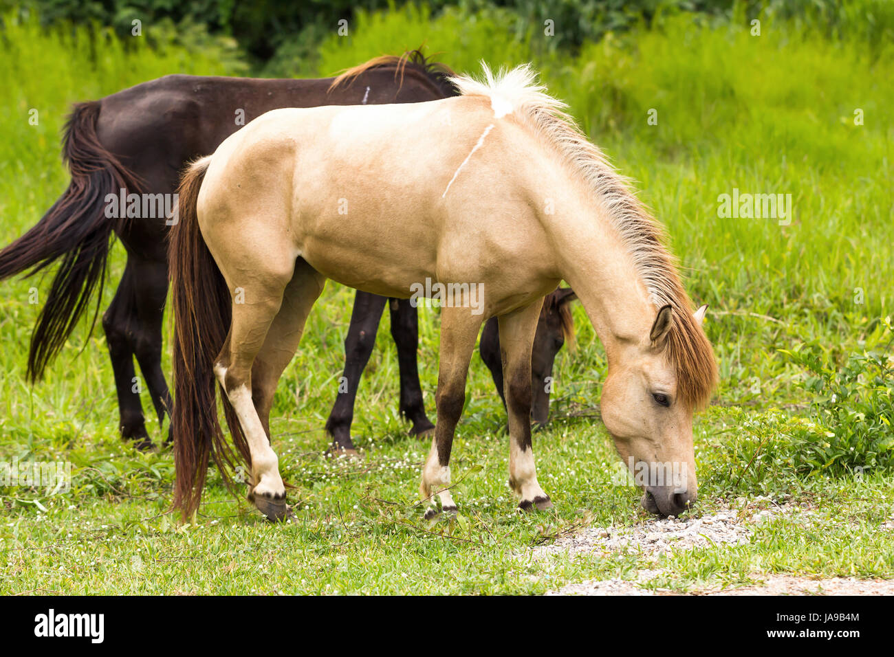 environment, enviroment, horse, animal, mammal, fauna, agriculture ...