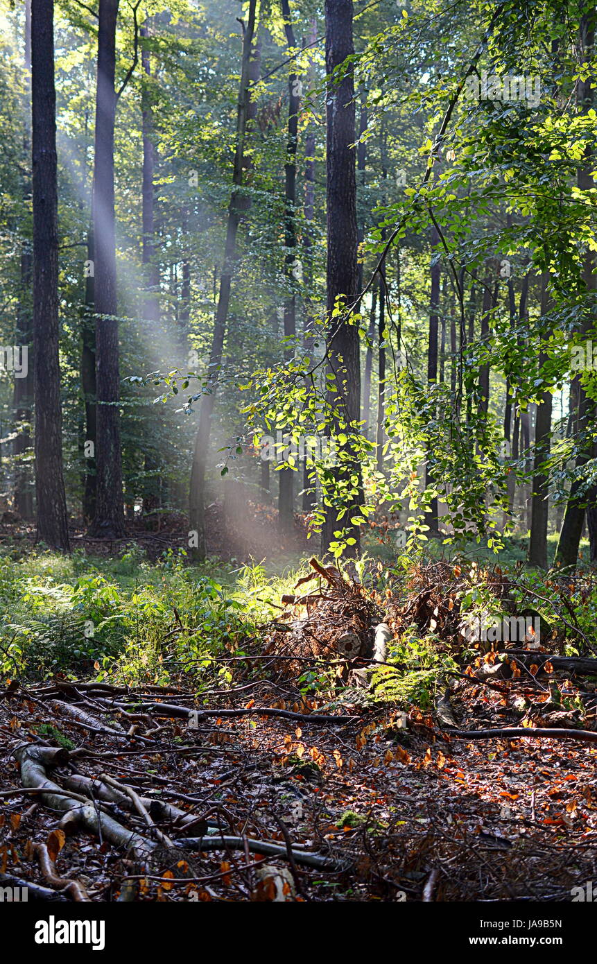 light beam in the forest Stock Photo - Alamy